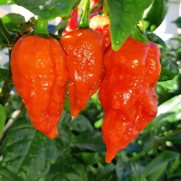 JIGSAW Fatalii Gourmet Pepper 25-Seeds SUPER HOT 1,000,000+ Scoville SHU Unique | eBay
