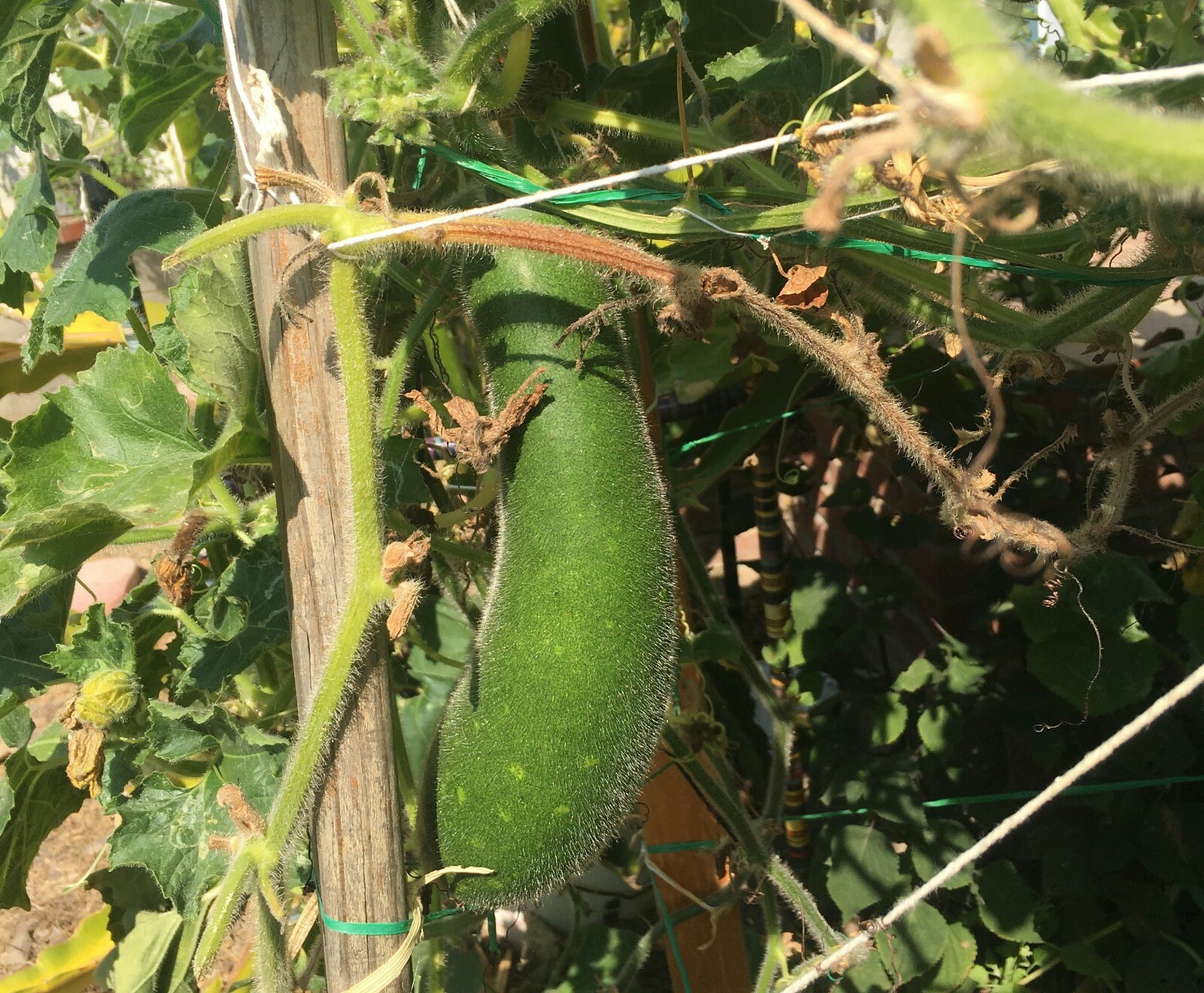 15+ Organic Hairy skin gourd seeds Fuzzy melon Wax gourd Hairy melon ...