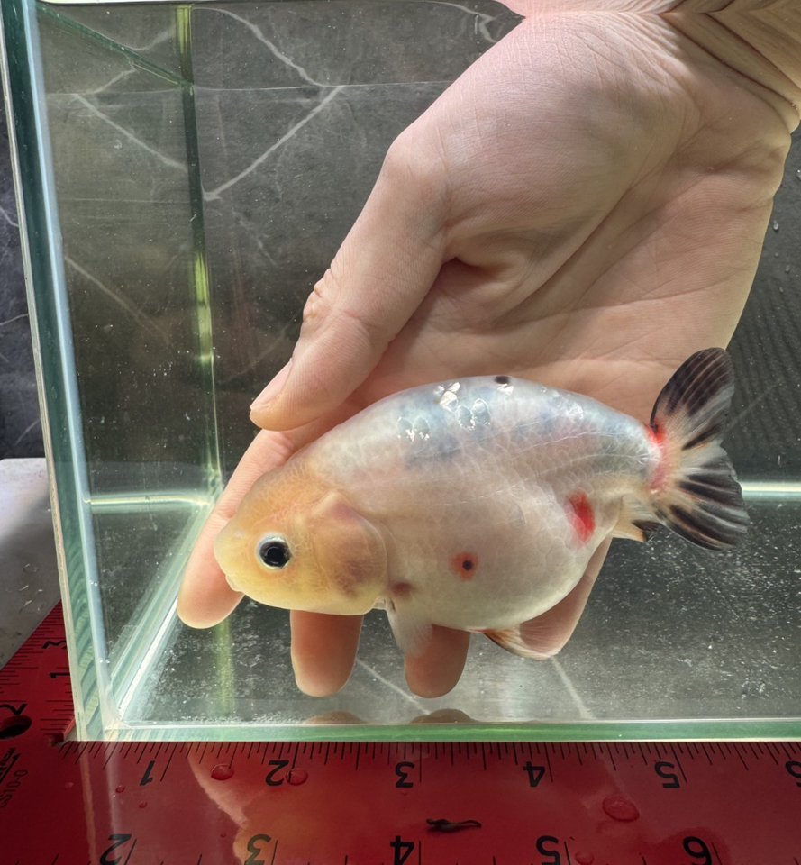 Top Quality Ranchu Goldfish (5 Inches) | eBay