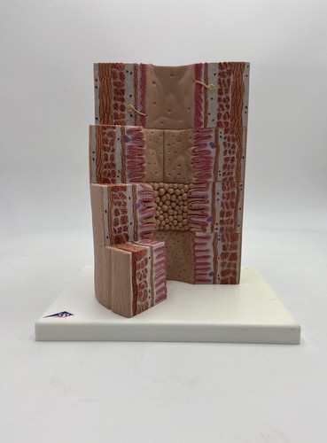 3B Scientific MICROanatomy Digestive System Model, 20-times Magnified ...