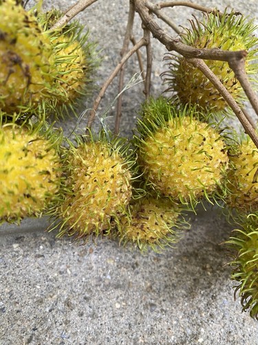 RAMBUTAN FRUIT TREE Rare Yellow Fruit E35 | eBay