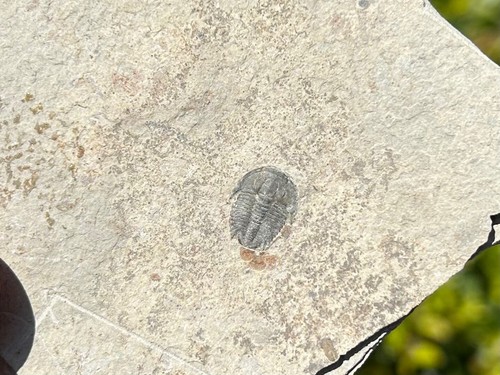 NICE Utah Fossil Trilobite Modocia typicalis Cambrian Age Marjum Shale ...