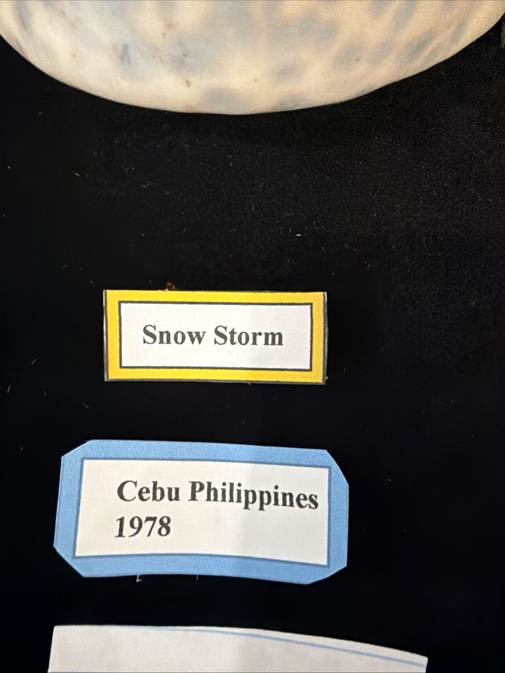 Cypraea Tigris Snow Storm Pattern 87.3mm Cebu Philippines 1978 (E526 ...