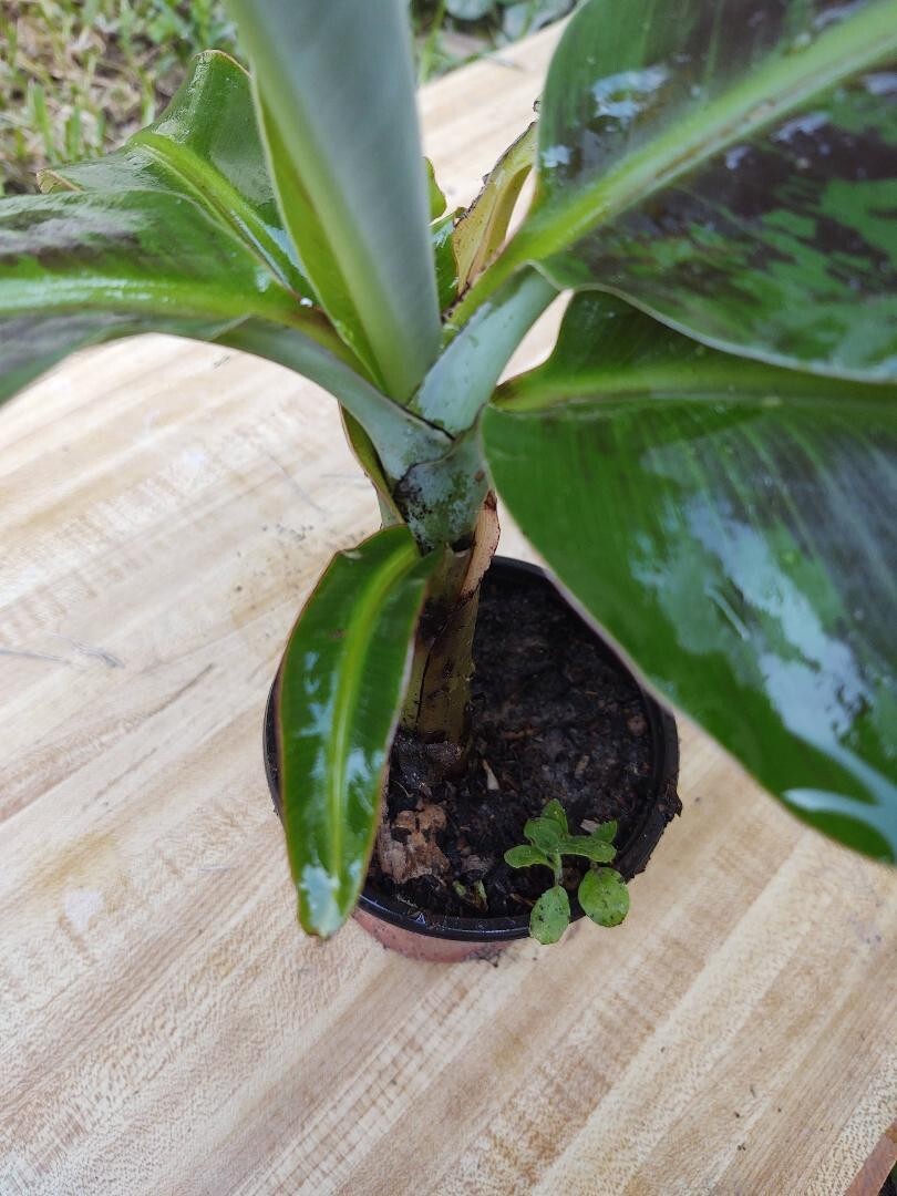 Dwart Musa Kavendish Banana Plant, Edible Fruits, bare-root | eBay