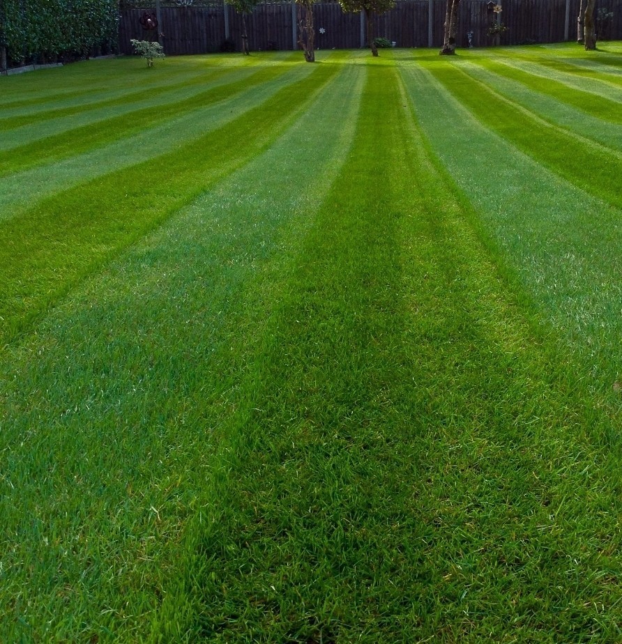 2kg Boston Seeds BS Economy Grass Seed FREE DELIVERY | eBay UK