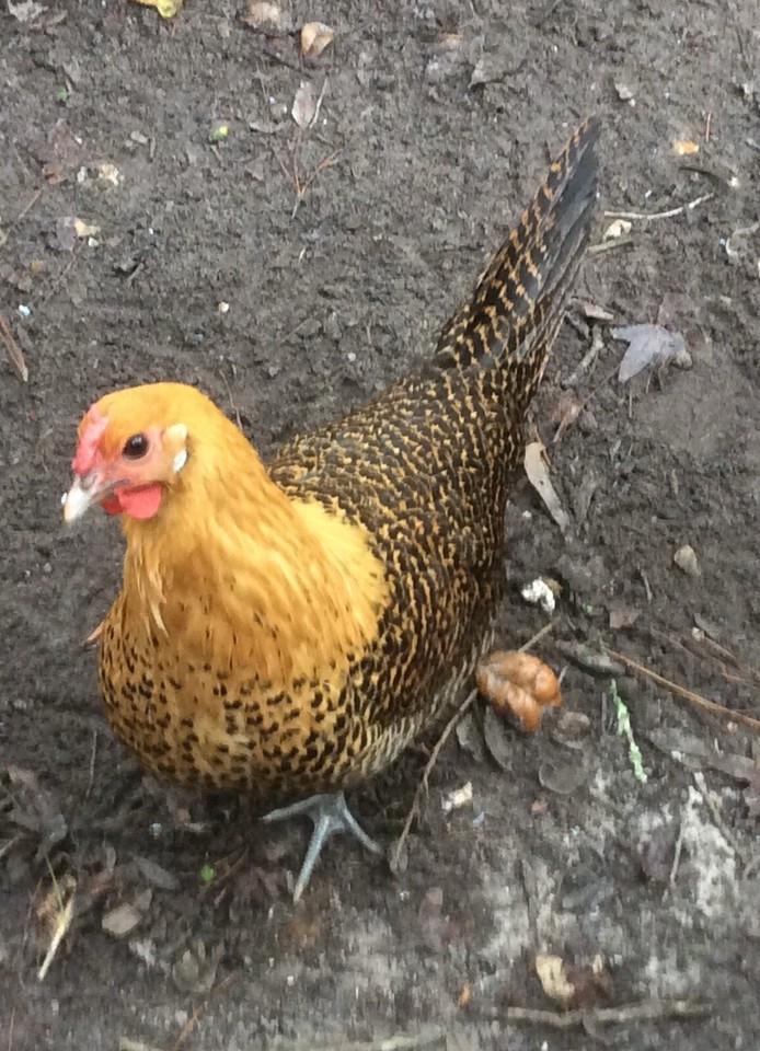 12 RARE Gold Deathlayer eggs. Npip | eBay