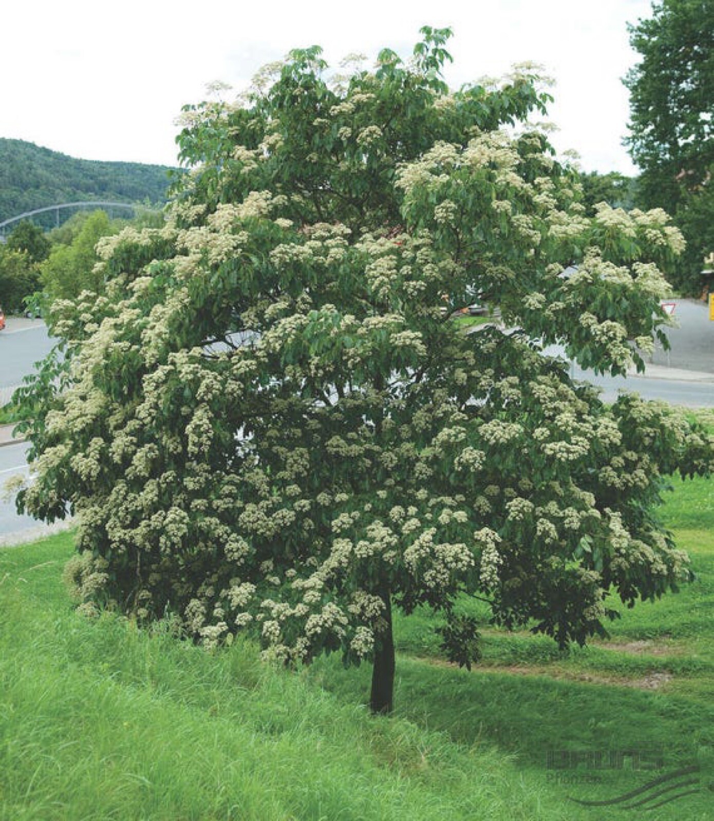 Bee Bee Tree (Tetradium daniellii) 4“ pot size | eBay
