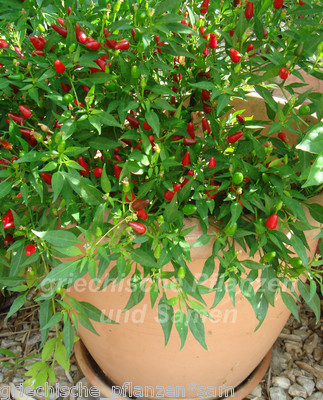 🔥 🌶️ Zimmerchili APACHE Chili 10 Samen Chiliernte das ganze Jahr alte ...