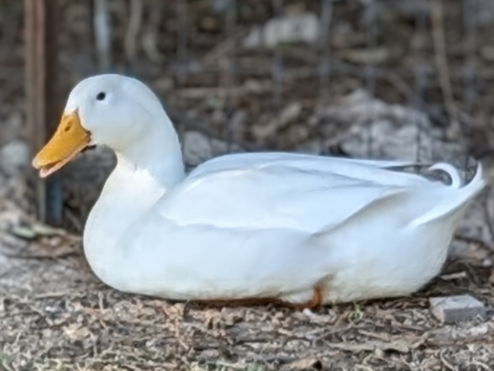 12 - Fresh And Fertilized Domestic Barnyard Mix Duck Hatching Eggs!! | eBay