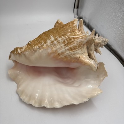 Natural Queen Conch Shell 10" Long Extra Large Pink Rare Find Beautiful ...
