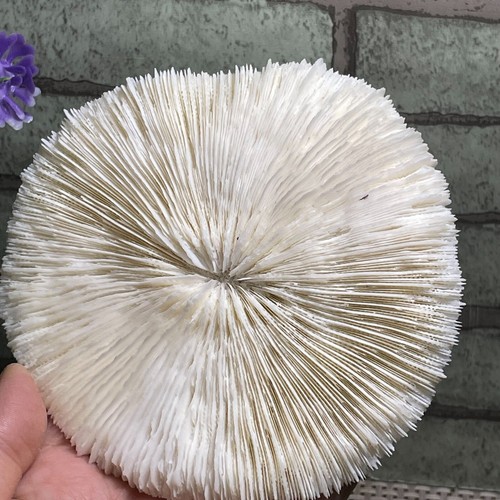 Top! Mushroom Coral Sea Shell Bulk-Coastal Home Decor White Coral Gem ...