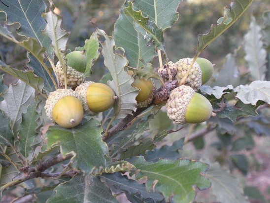 Oak Tree SEEDLING Dwarf Chinkapin Produces Acorns Quercus prinoides 13 ...