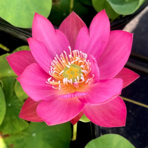 Blue Lotus Seeds ~ Micro Lotus ~ Teacup Lotus ~ Hydroponic Garden | eBay