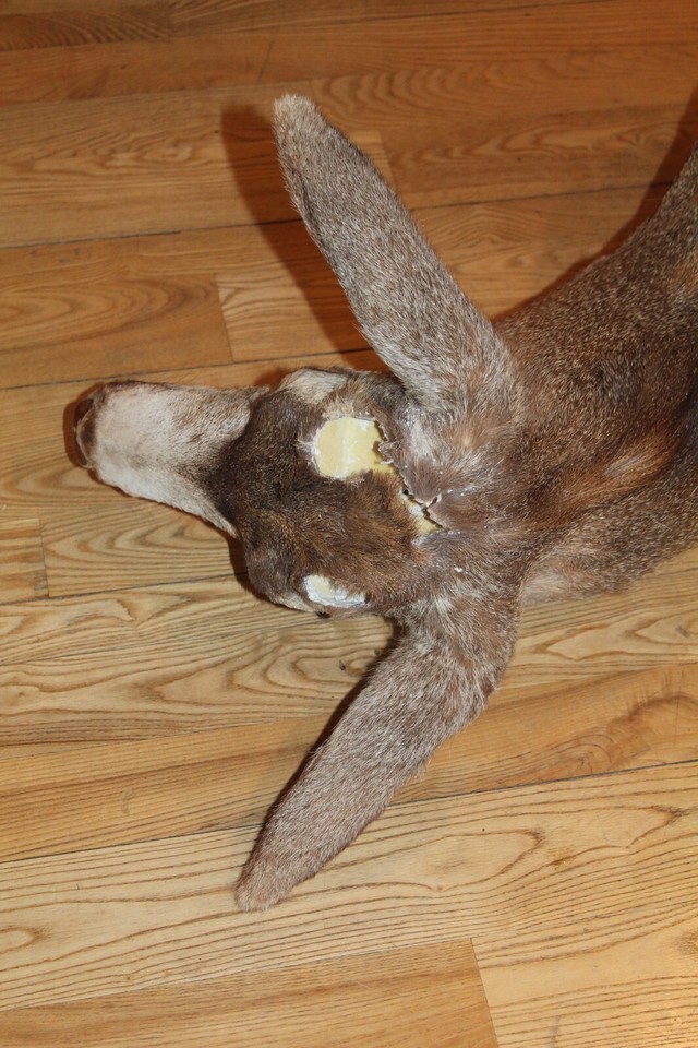 Mule Deer Head Shoulder Mount Taxidermy Mount Antler Hunt Whitetail ...