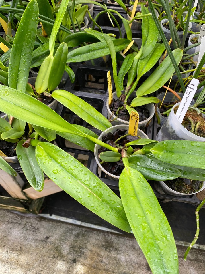 Cattleya dowiana frma Aurea 'Net Dream' rare orchid | eBay