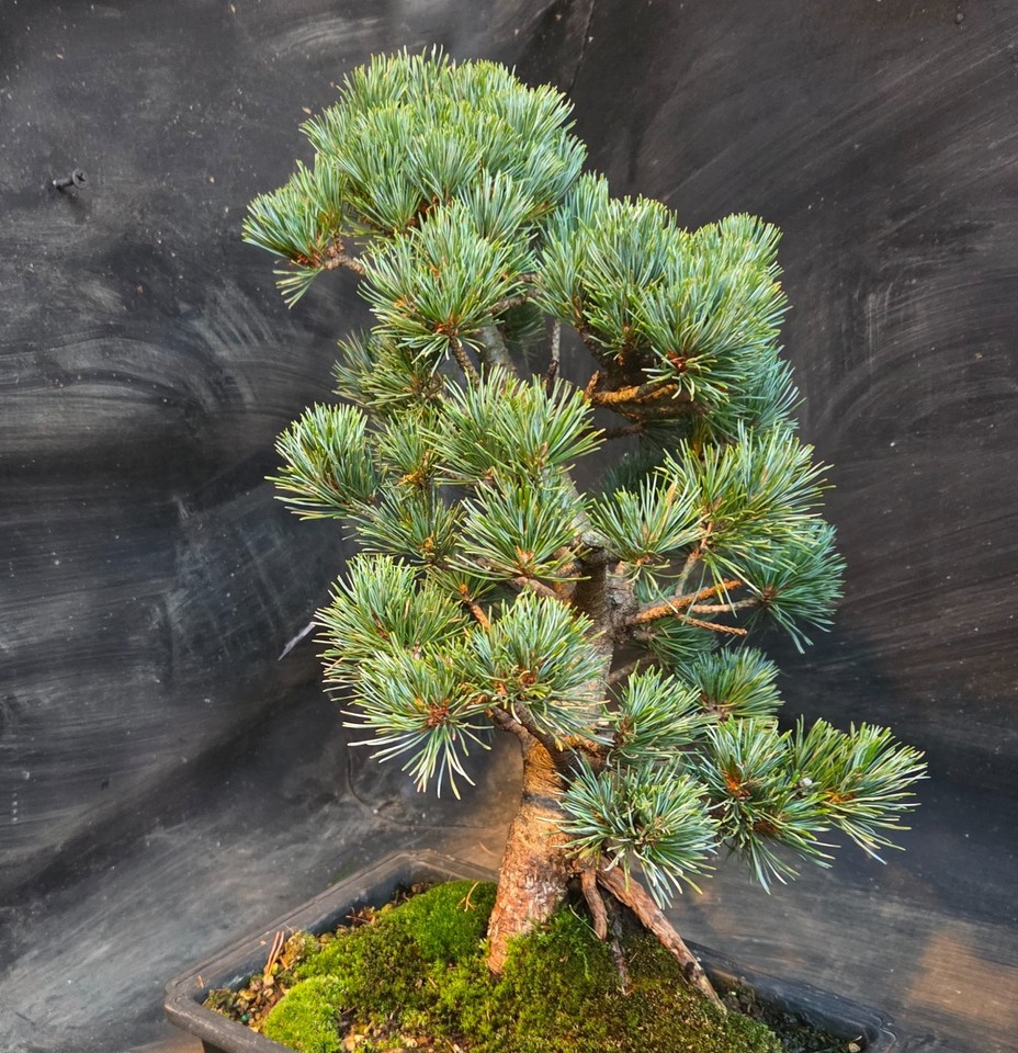 Bonsai Japanese White pine - Kinpo | eBay