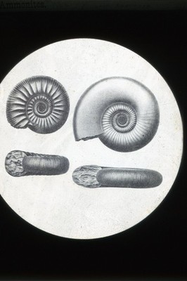 ca1910 Glass Magic Lantern Slide Ammonites Jas W Queen Opticians ...