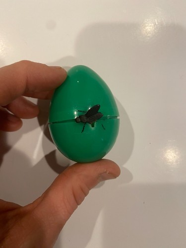 Vintage Fly Egg Sewing Tape Measure Green see desc | eBay