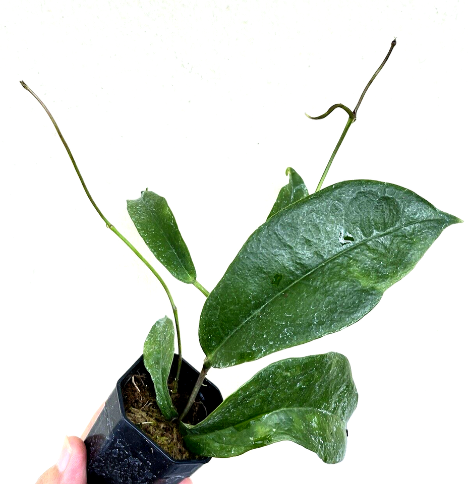 Hoya subcalva ( grape fragrance ) 8-15 inchs well rooted. | eBay