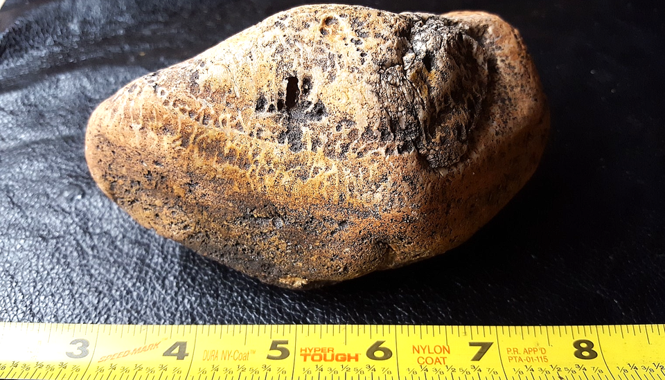 Large Agatized Sponge Coral Fossil Crystal Specimen Rock Mineral ...