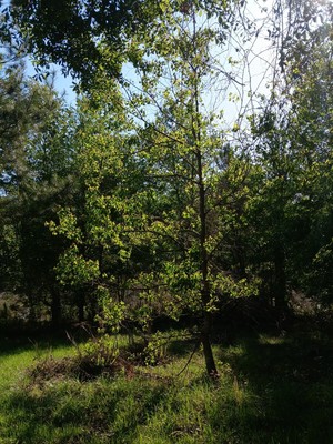 LIVE 3ft CHINESE TALLOW TREE POPCORN CHICKEN FLORIDA ASPEN TRIADICA ...