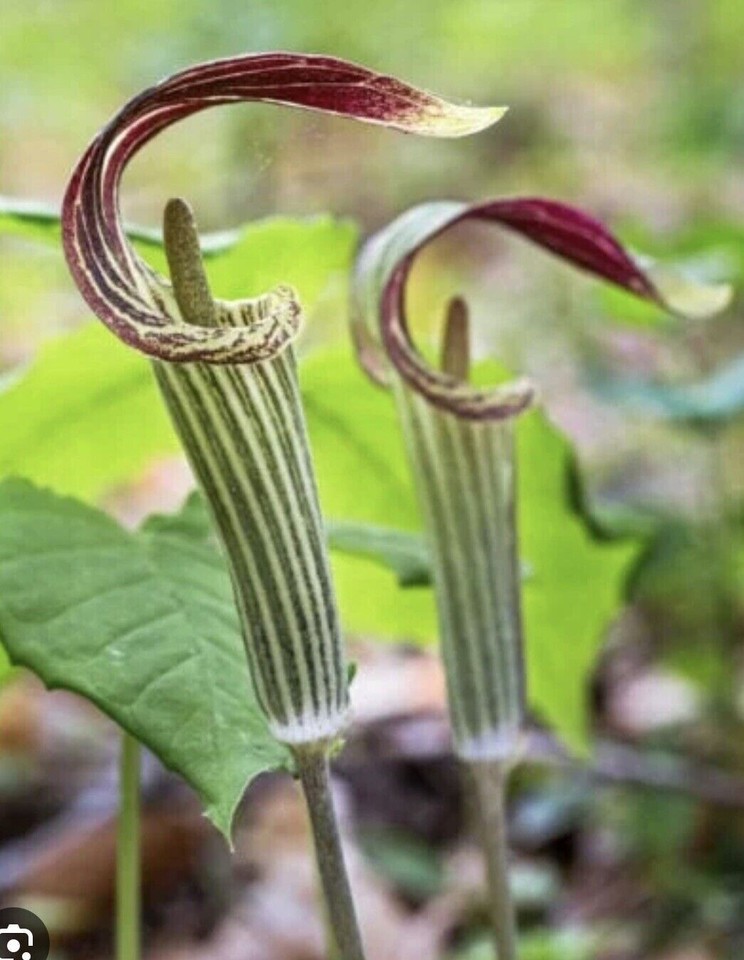 5 Jack-In-The-Pulpit bulbs Indian Turnip Plant Arisaema triphyllum ...