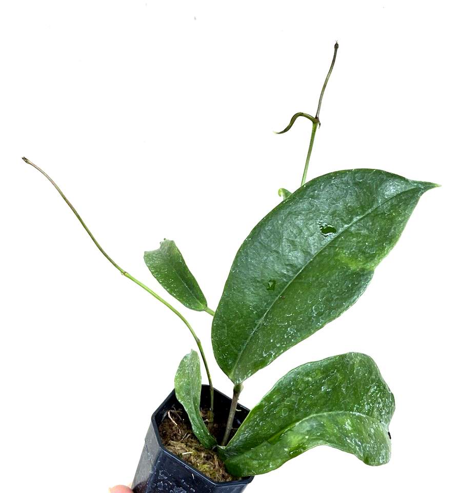 Hoya subcalva ( grape fragrance ) 8-15 inchs well rooted. | eBay