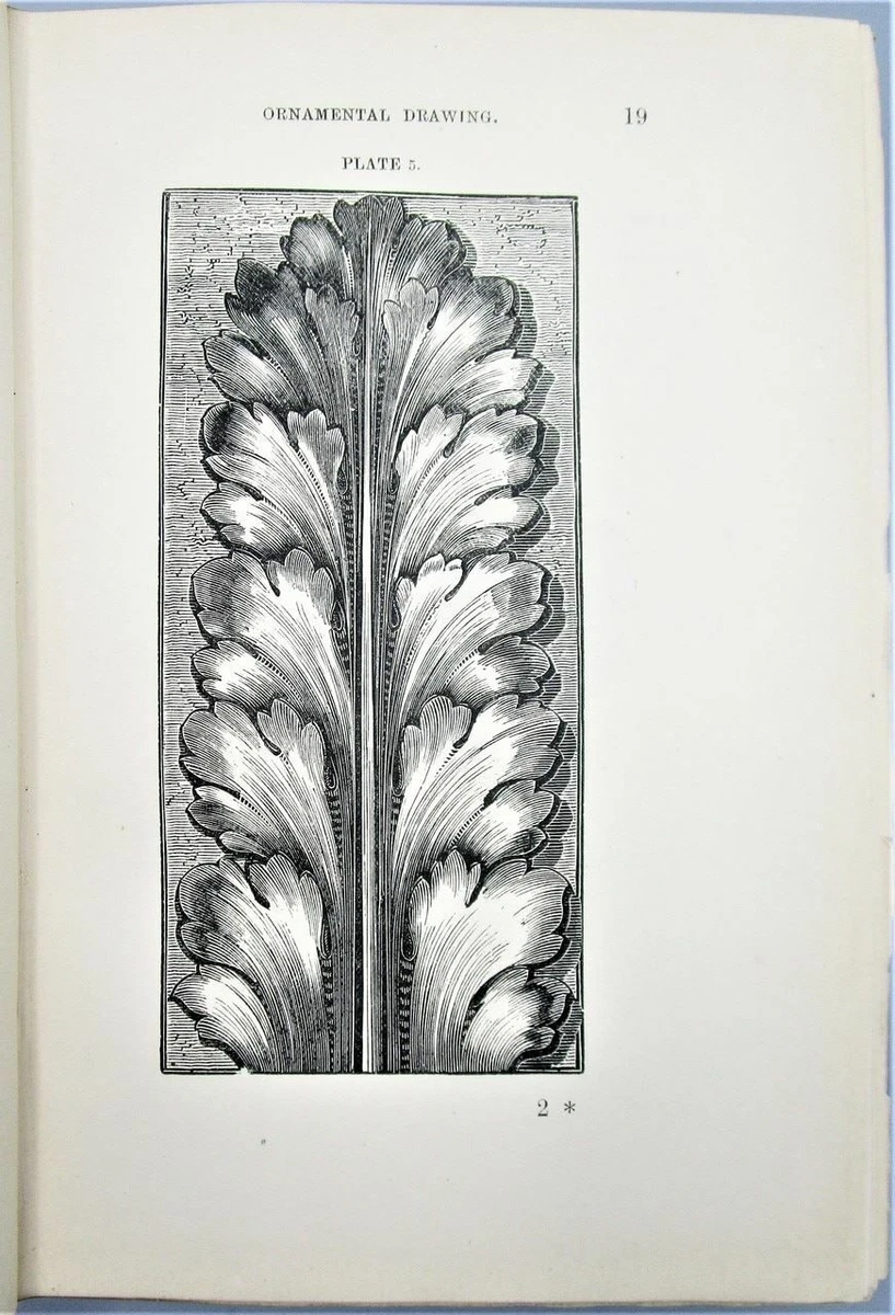 Acanthus Drawing