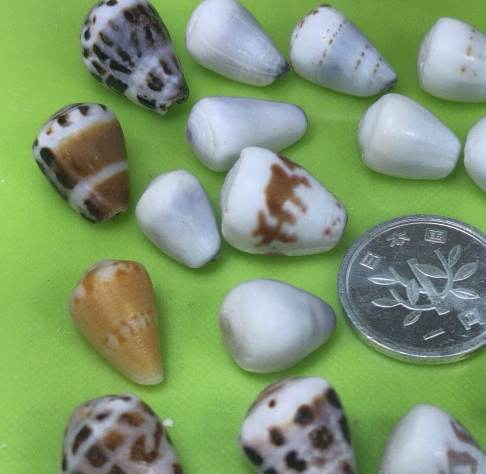 cone shell from japan Art Craft Shells of Okinawa baby cone 3350126 ...