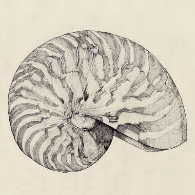 Nautilus shell drawing | Realism Line art | Pen on toned paper | art ...