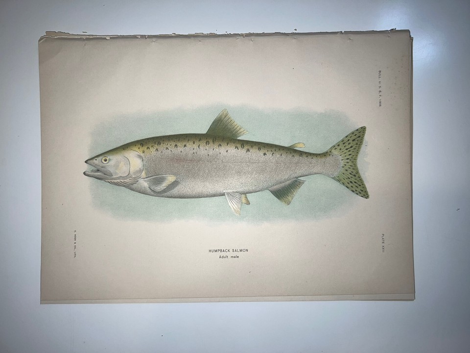 1906 Hoen Bowers Fish Alaska Rare Fine 2 Prints Humpback Salmon | eBay