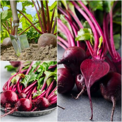 Beetroot Ruby Queen 50 seeds Autumn Winter HEIRLOOM COOL Season ...
