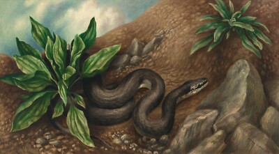 Katherine Schmidt : The Snake : 1932 : 13x19 Archival Art Print | eBay