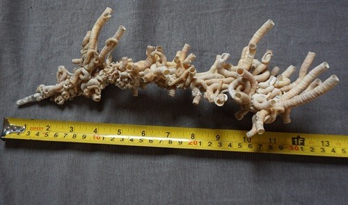 Serpulorbis roussaei 330 mm F+++ 13 inches LONG size WORM SHELL specimen WOW!! | eBay