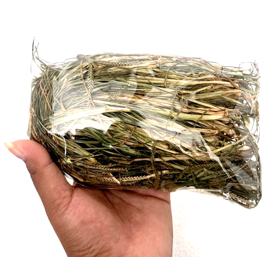 Dried Paragis Plant Eleusine indica GooseGrass Ayurvedic Poaceae Herbal ...