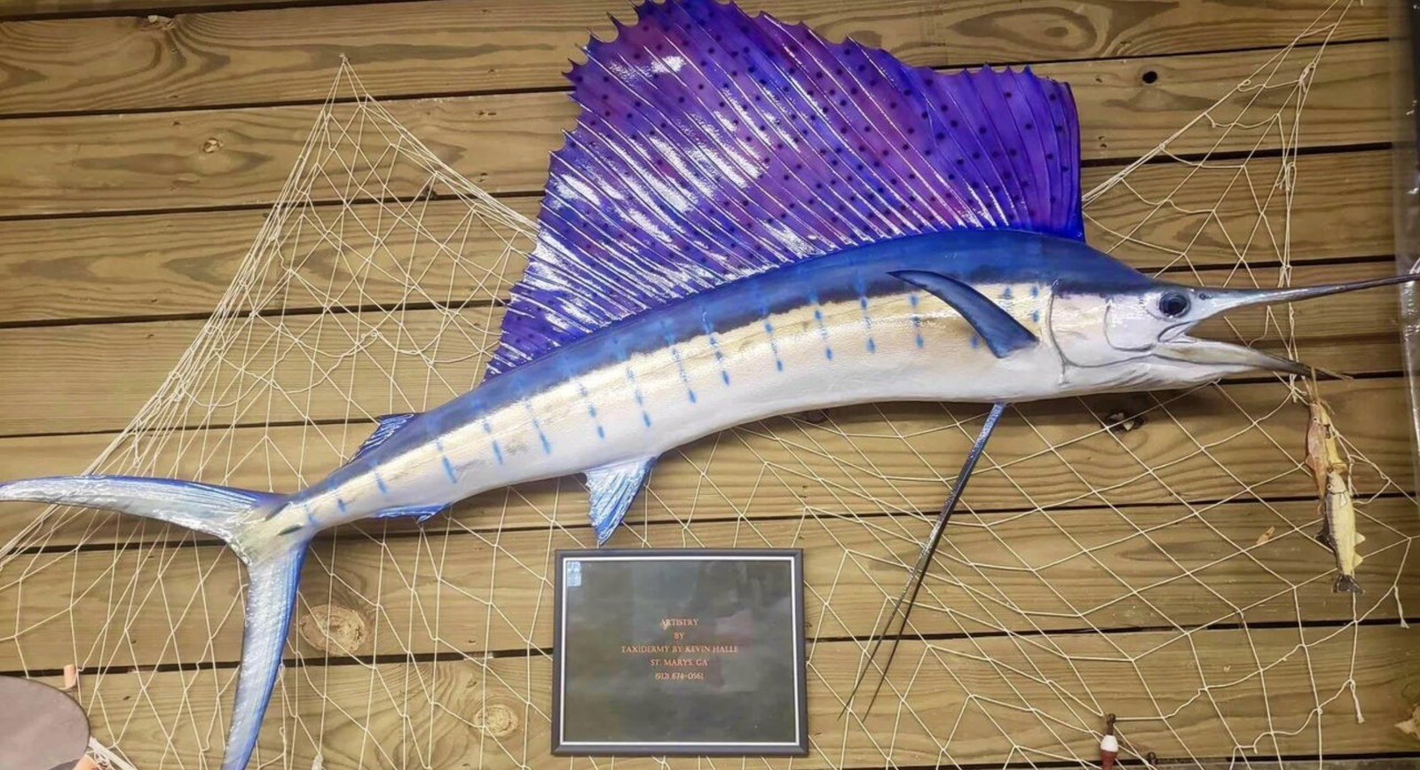Atlantic Sailfish 63” Two Sided Fish Mount Replica | eBay
