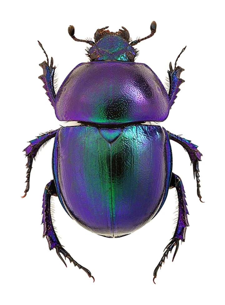 Purple Beetle Insect