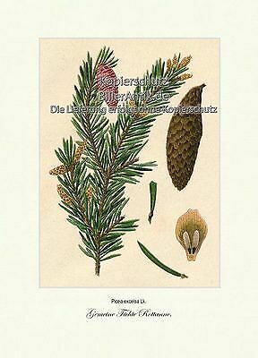 Gemeine Fichte Rottanne Picea excelsa Kieferngewächse Rotfichte ...
