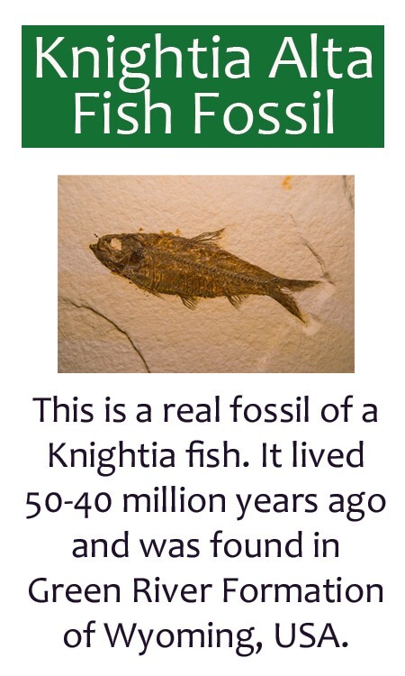 100% Genuine Knightia Alta Fish Fossil USA Eocene in Presentation Box 8 ...
