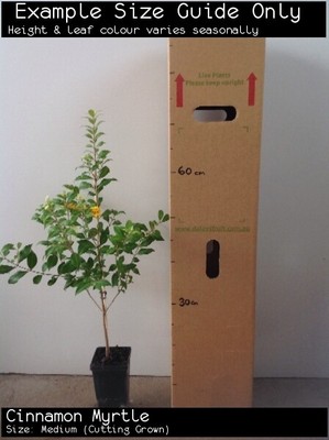 Cinnamon Myrtle (Backhousia myrtifolia) Fruit Tree Plant | eBay