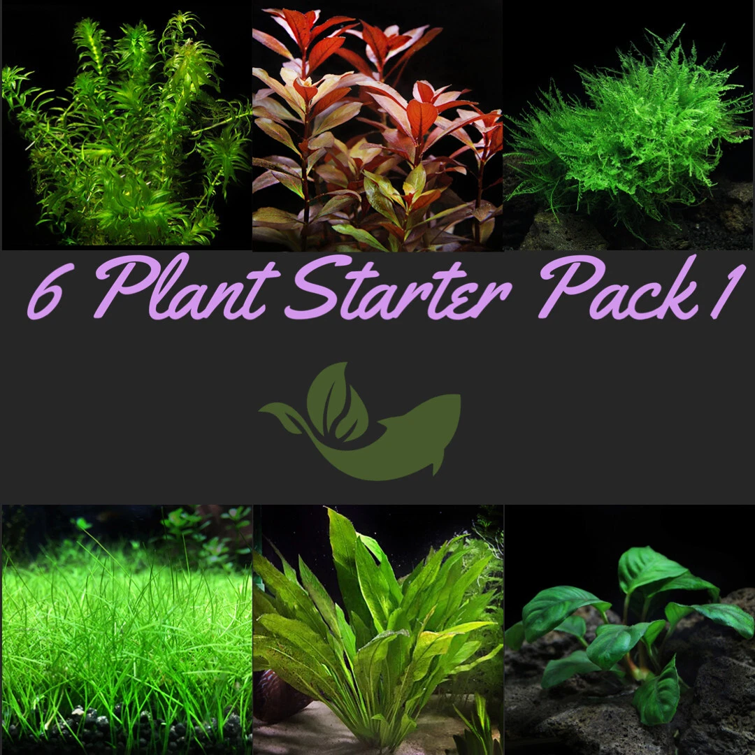 Live Aquarium Plants For Beginners