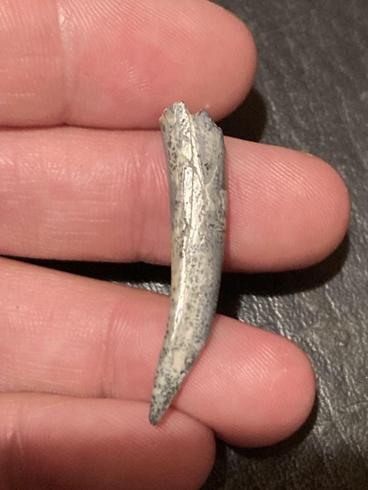 Nigersaurus tooth god fossil | eBay