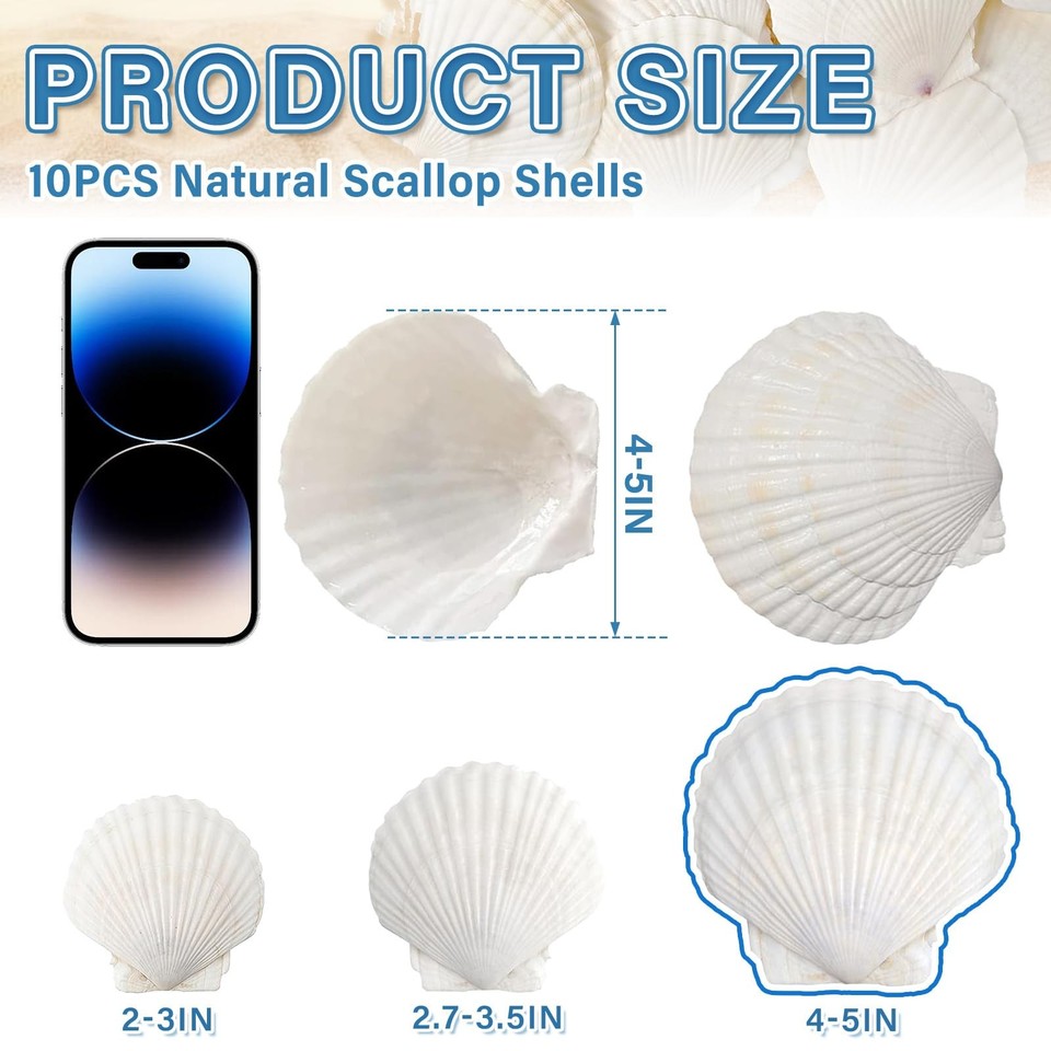 10PCS Large Scallop Shells for Crafts 4''-5'' White Sea Shells for ...