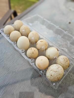 6+ Call Duck Hatching Eggs | eBay