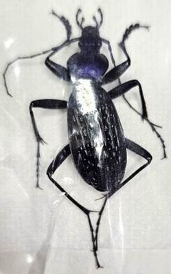 Carabidae : Apotomopterus arrowi Male A1 Wild | eBay