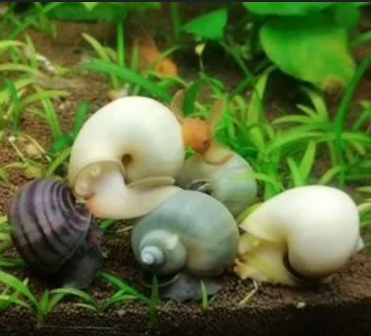 5 Assorted Live Mystery Snails – Color Mix – Great for Freshwater ...