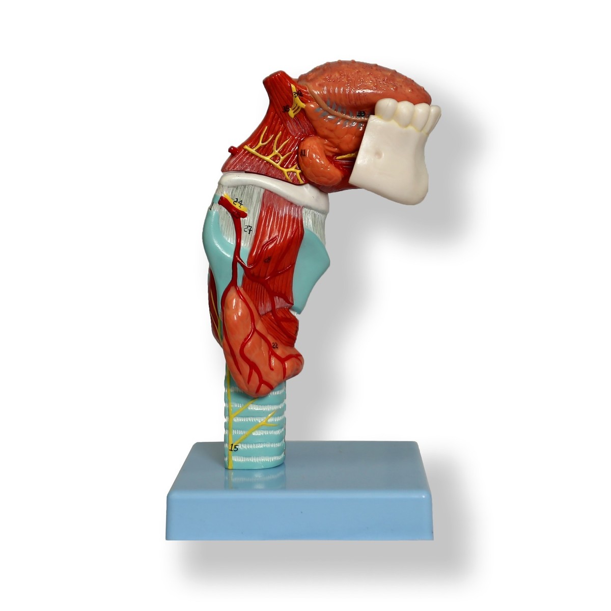Trachea Anatomy Model