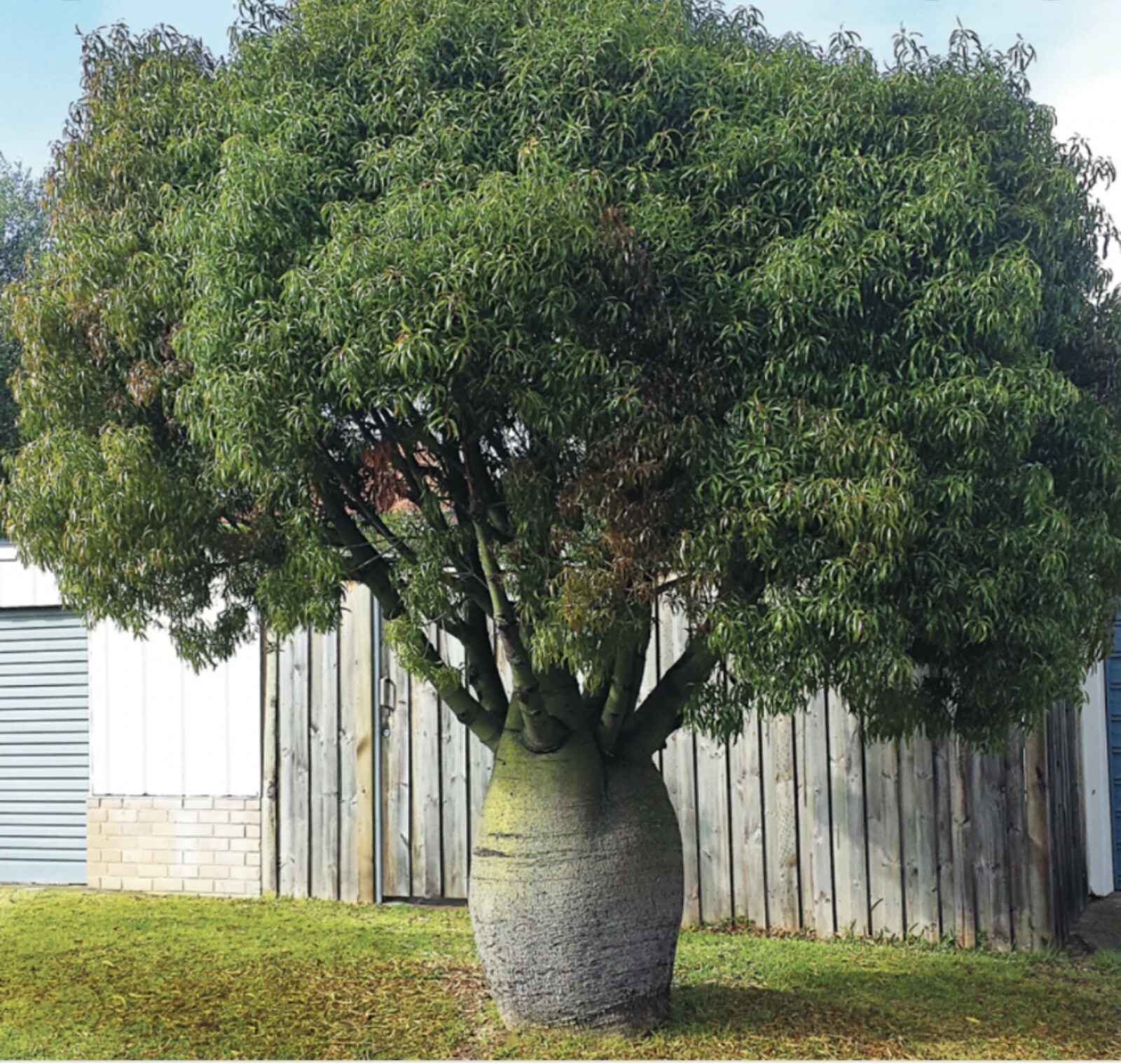 Brachychiton Rupestris Queensland Bottle Tree Seedling Live Caudex ...