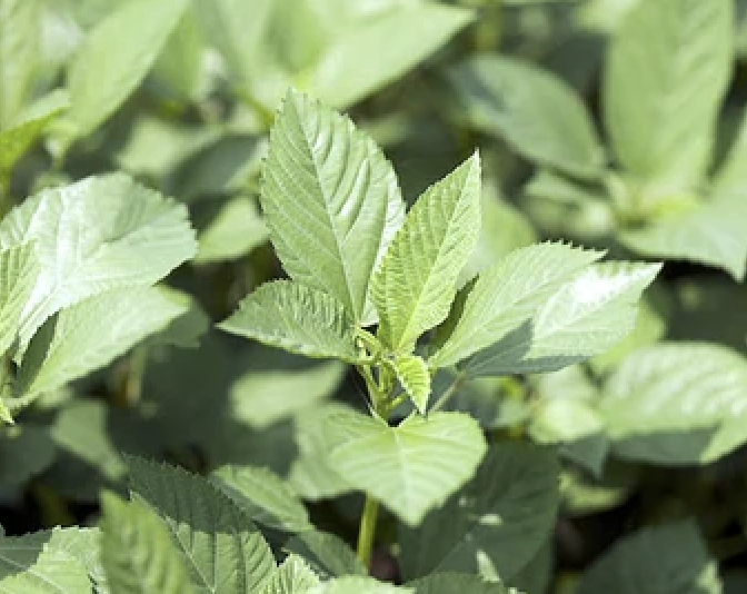 Corchorus Capsularis - White Jute Herb, Annual Perennial Plants - 20 ...