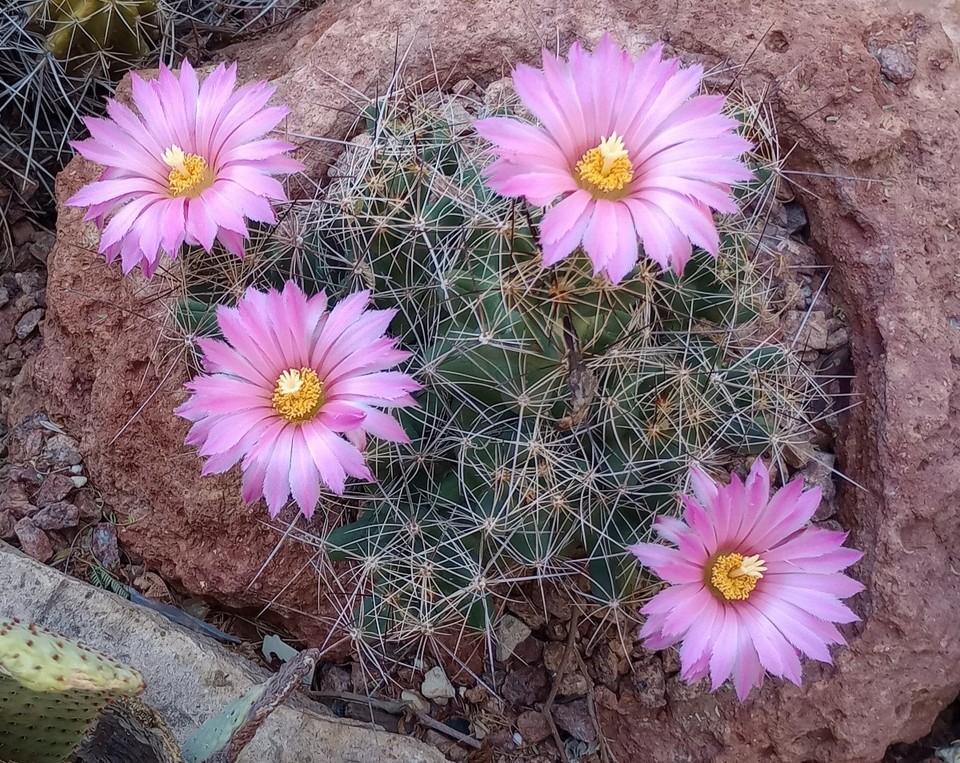 Coryphantha macromeris Giant Green Bean Tubercle Cactus Very Cold/Heat ...